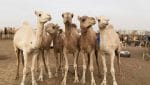 Camel Facts, Types, Diet, Reproduction, Life Cycle, Pictures