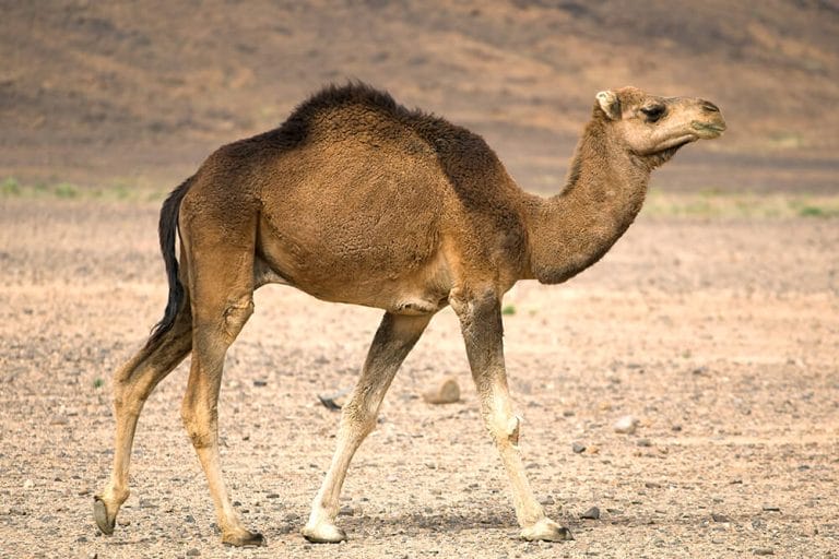 Camel Facts, Types, Diet, Reproduction, Life Cycle, Pictures