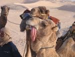 Camel Facts, Types, Diet, Reproduction, Life Cycle, Pictures