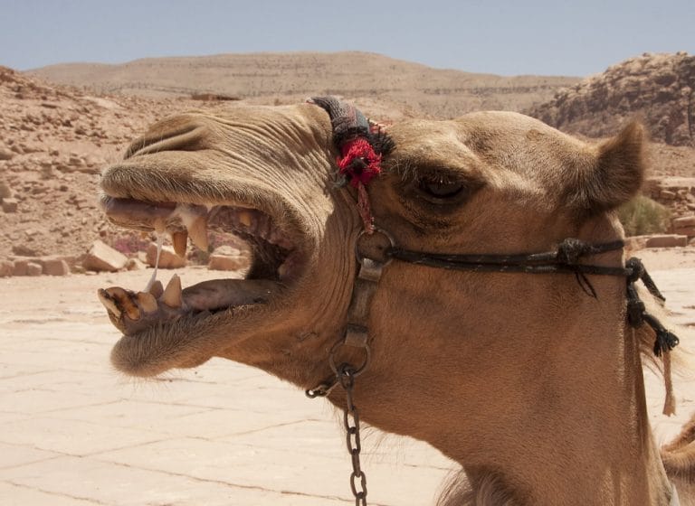 Camel Facts, Types, Diet, Reproduction, Life Cycle, Pictures