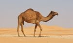 Camel Facts, Types, Diet, Reproduction, Life Cycle, Pictures