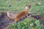 Weasel Facts, Types, Diet, Reproduction, Classification, Pictures