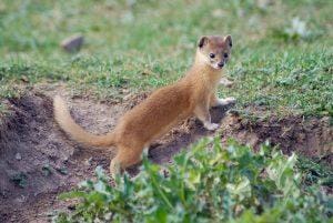 Weasel Facts, Types, Diet, Reproduction, Classification, Pictures