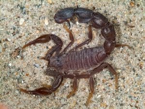 Scorpion Facts, Types, Diet, Reproduction, Classification, Pictures
