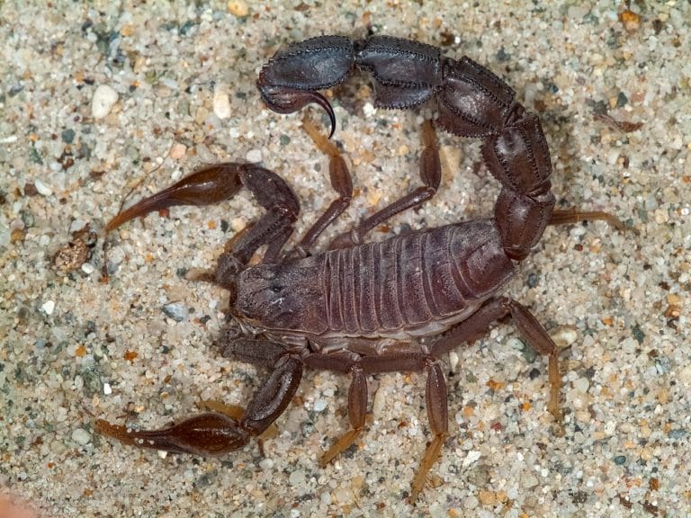 Scorpion Facts, Types, Diet, Reproduction, Classification, Pictures