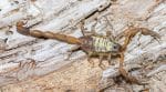 Scorpion Facts, Types, Diet, Reproduction, Classification, Pictures