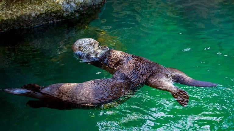Sea Otter – Facts, Size, Habitat, Pictures, and More.