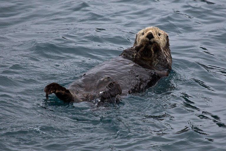 Sea Otter – Facts, Size, Habitat, Pictures, and More.