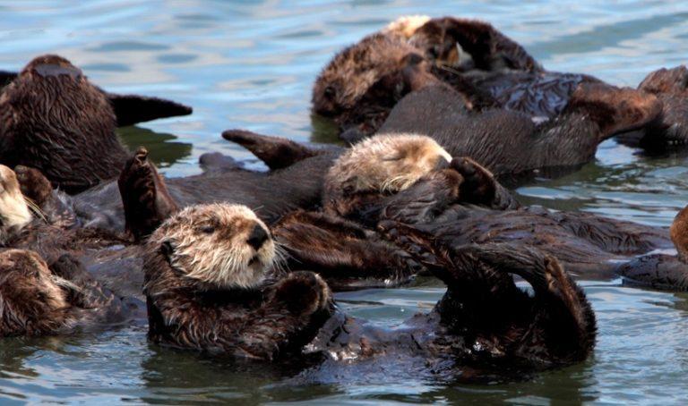 Sea Otter – Facts, Size, Habitat, Pictures, and More.