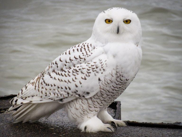 Snowy Owl – Facts, Size, Diet, Pictures, and More