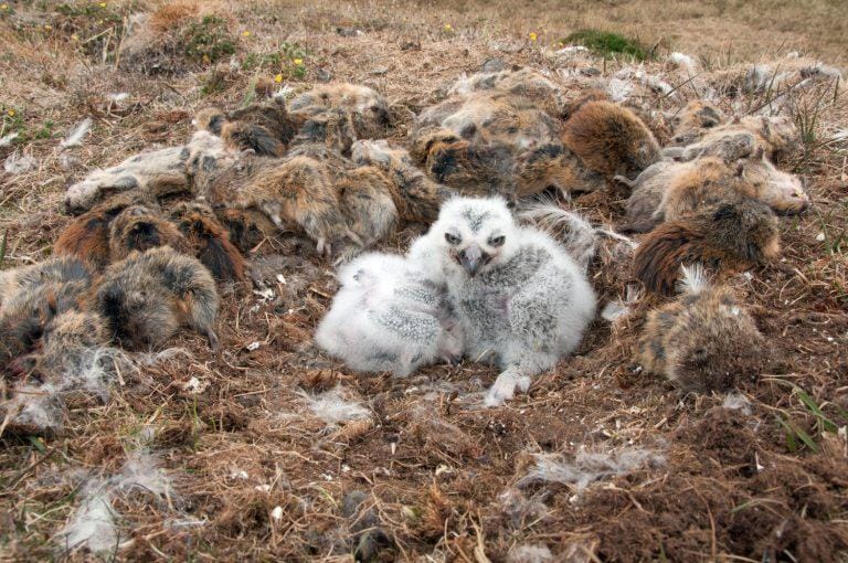 Snowy Owl – Facts, Size, Diet, Pictures, and More