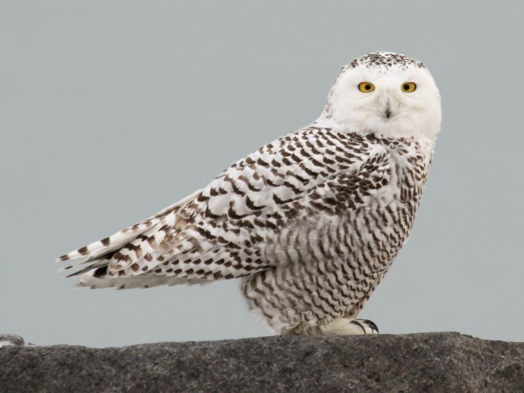 Snowy Owl – Facts, Size, Diet, Pictures, and More