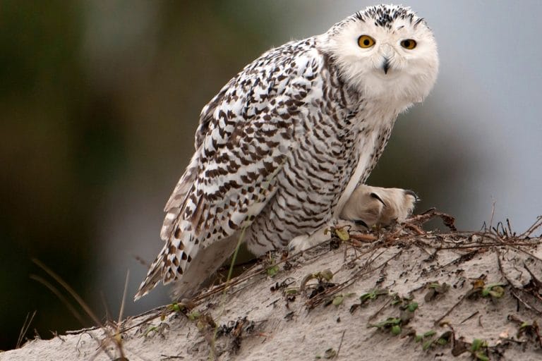 Snowy Owl – Facts, Size, Diet, Pictures, and More