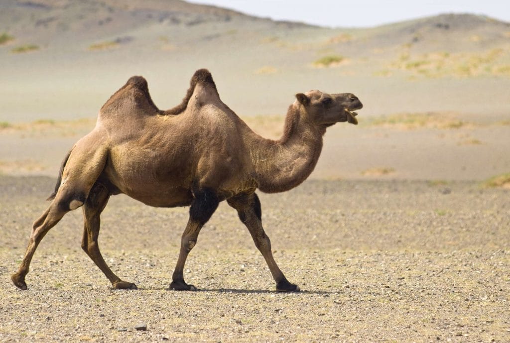 Camel Facts, Types, Diet, Reproduction, Life Cycle, Pictures