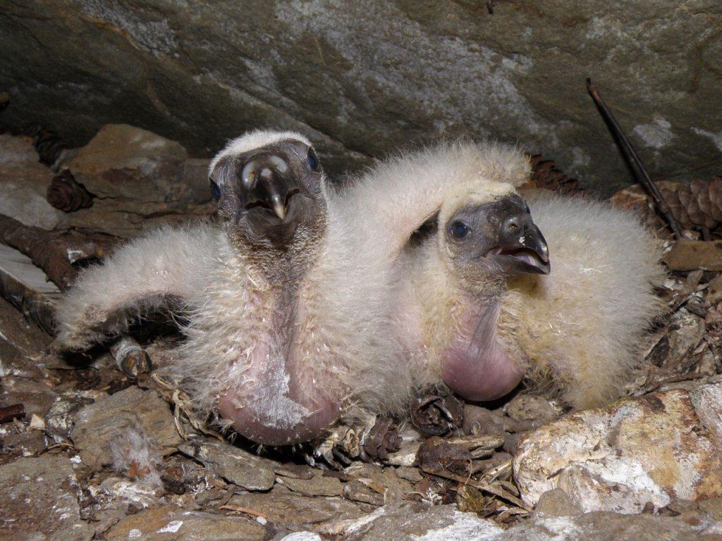 Vulture Facts, Types, Diet, Reproduction, Classification, Pictures