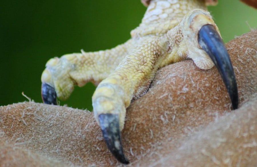 Vulture Facts, Types, Diet, Reproduction, Classification, Pictures