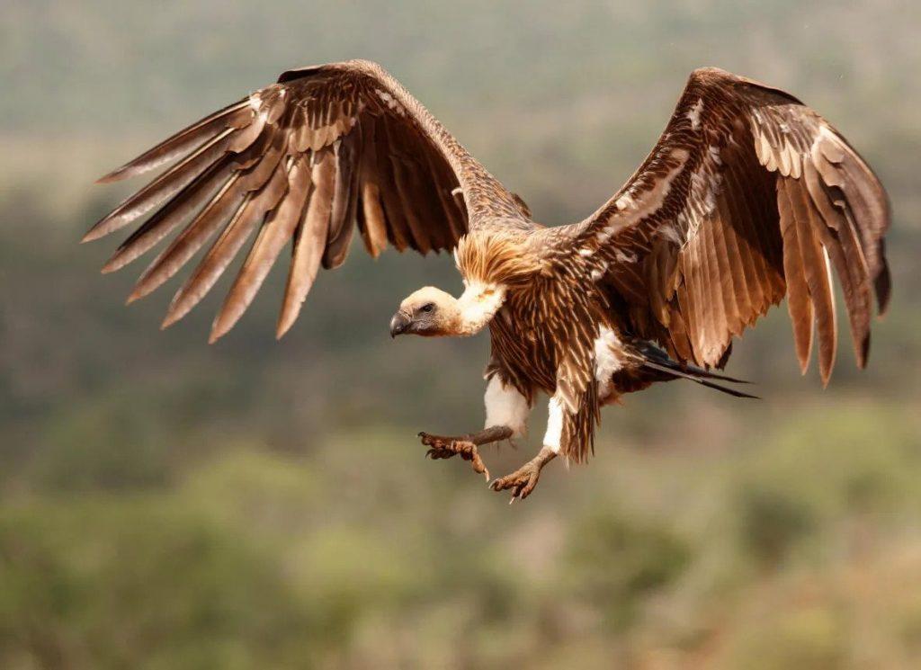 Vulture Facts, Types, Diet, Reproduction, Classification, Pictures