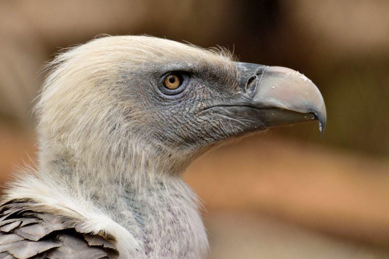 Vulture Facts, Types, Diet, Reproduction, Classification, Pictures