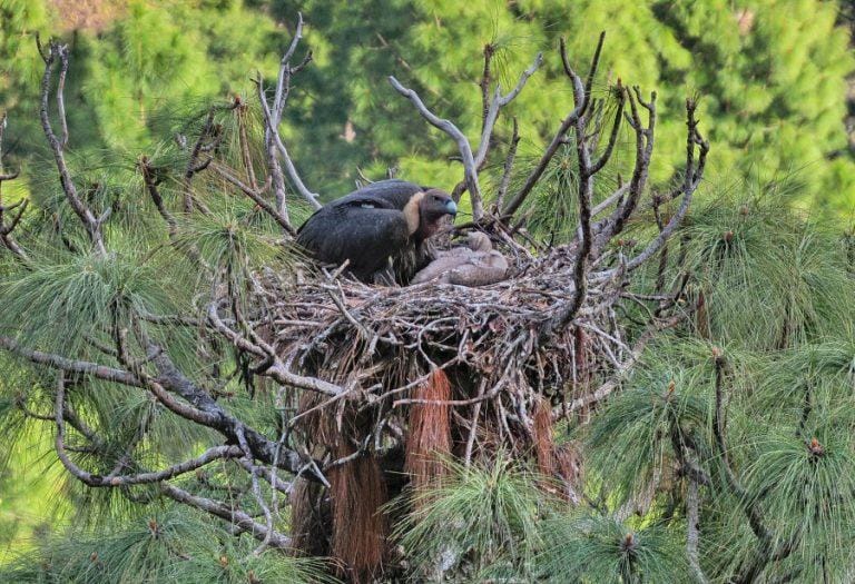 Vulture Facts, Types, Diet, Reproduction, Classification, Pictures
