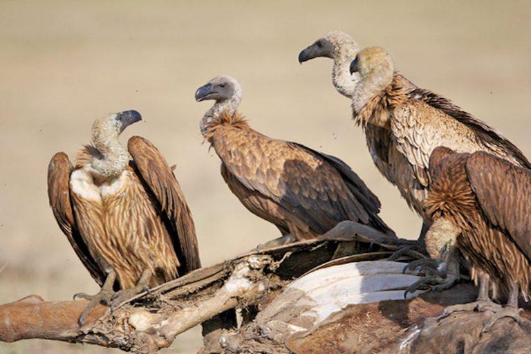 Vulture Facts, Types, Diet, Reproduction, Classification, Pictures