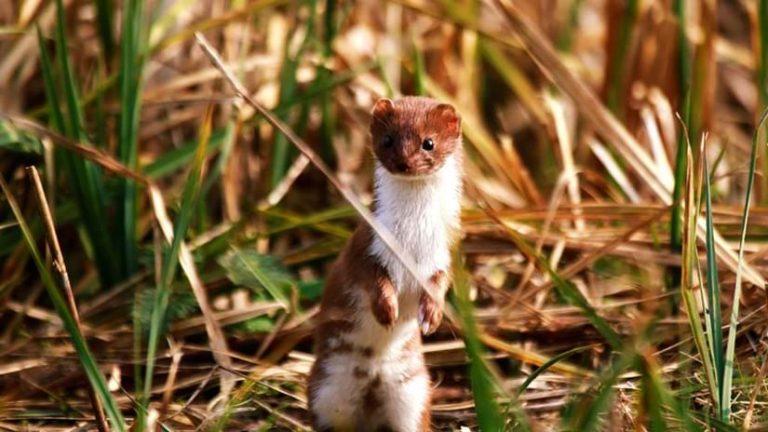 Weasel Facts, Types, Diet, Reproduction, Classification, Pictures