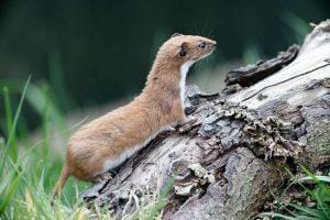 Weasel Facts, Types, Diet, Reproduction, Classification, Pictures