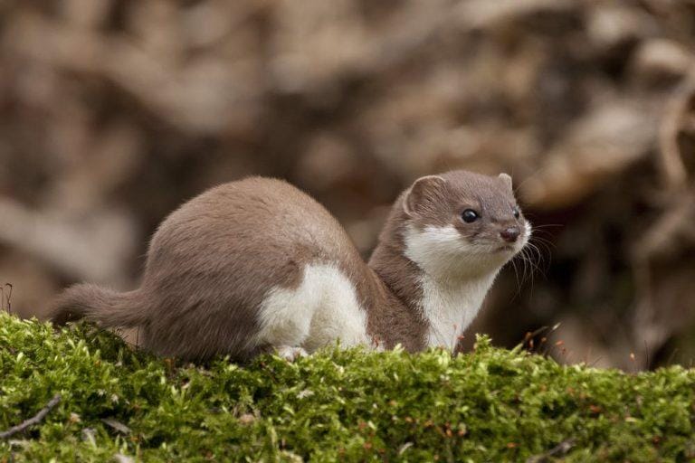 Weasel Facts, Types, Diet, Reproduction, Classification, Pictures