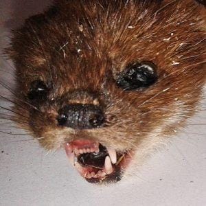 Weasel Facts, Types, Diet, Reproduction, Classification, Pictures