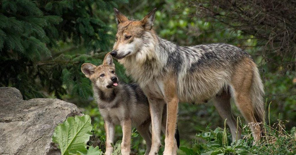 Wolf Facts, Types, Diet, Reproduction, Classification, Pictures