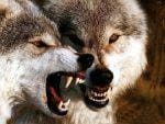 Wolf Facts, Types, Diet, Reproduction, Classification, Pictures