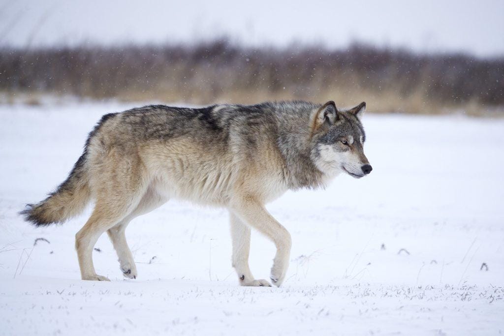 Wolf Facts, Types, Diet, Reproduction, Classification, Pictures