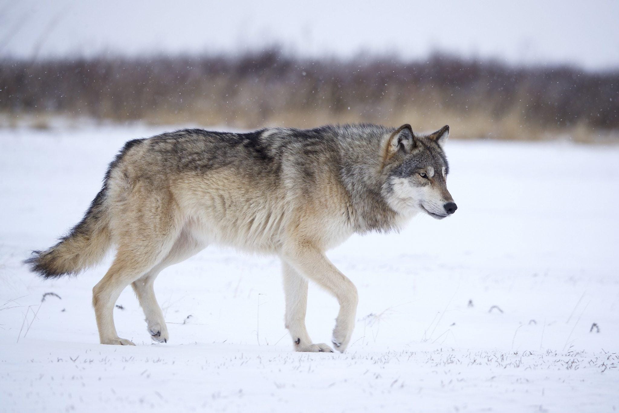 Wolf Facts, Types, Diet, Reproduction, Classification, Pictures