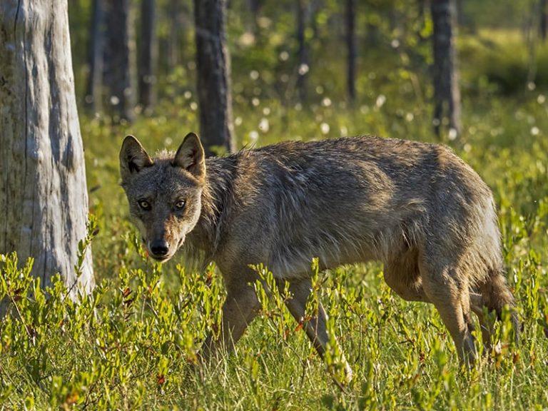 Wolf Facts, Types, Diet, Reproduction, Classification, Pictures