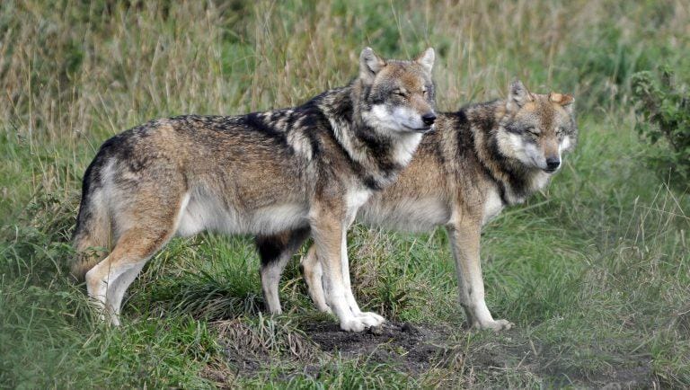 Wolf Facts, Types, Diet, Reproduction, Classification, Pictures