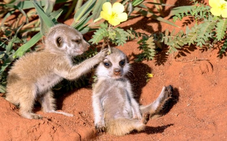 Meerkat – Facts, Size, Habitat, Pictures, and More