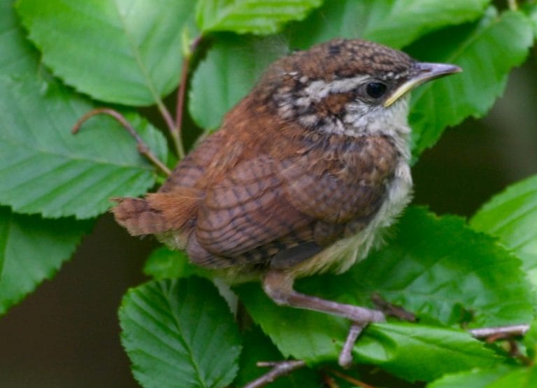 Wren Facts, Types, Diet, Reproduction, Classification, Pictures