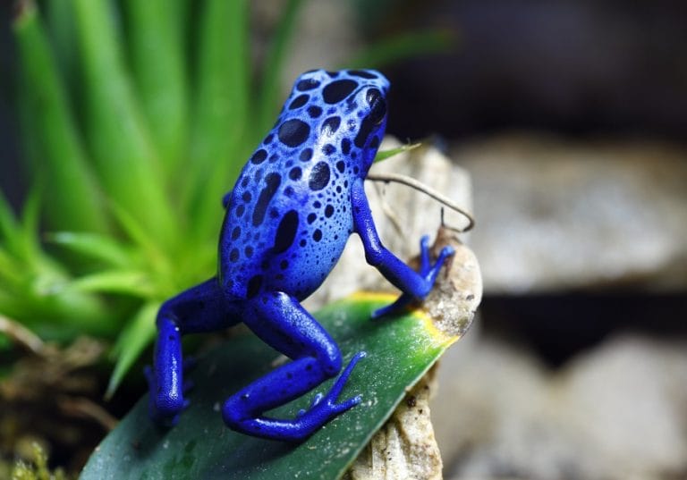 Blue Poison Dart Frog – Facts, Size, Diet, Pictures, and More