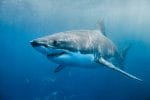 Great White Shark – Facts, Size, Lifespan, Diet, Pictures, and More