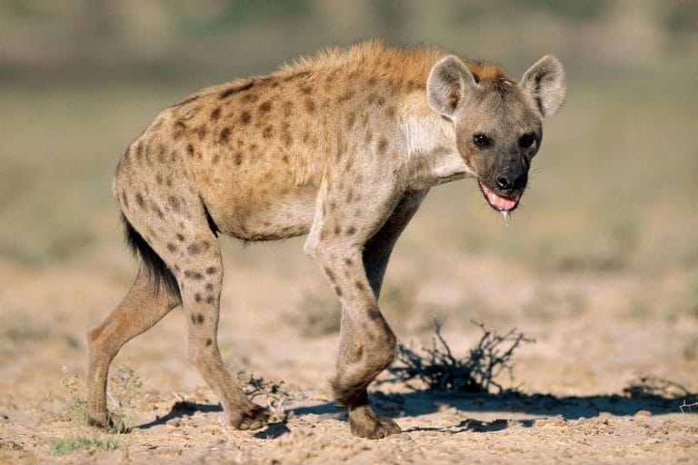 Hyena Facts, Types, Diet, Reproduction, Classification, Pictures