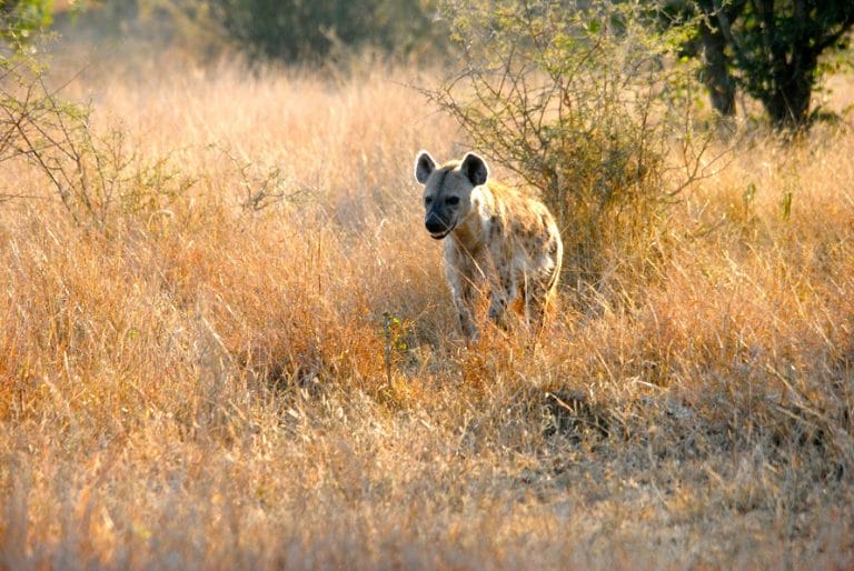 Hyena Facts, Types, Diet, Reproduction, Classification, Pictures