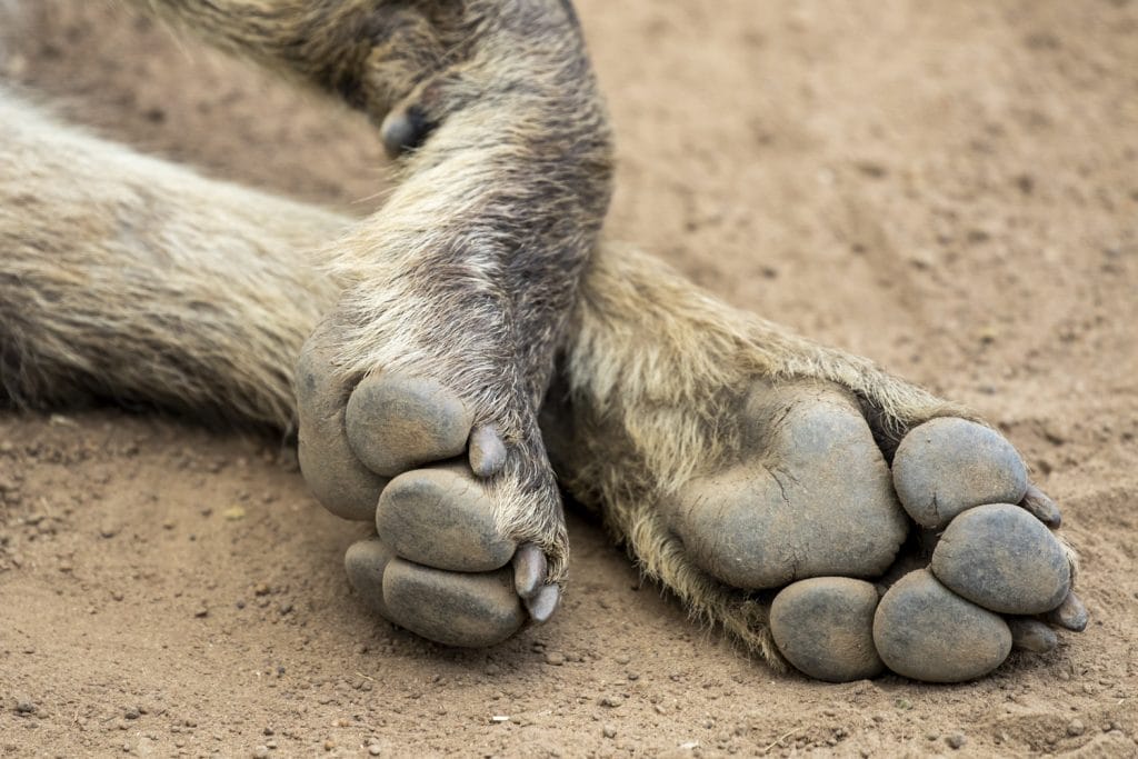Hyena Facts, Types, Diet, Reproduction, Classification, Pictures