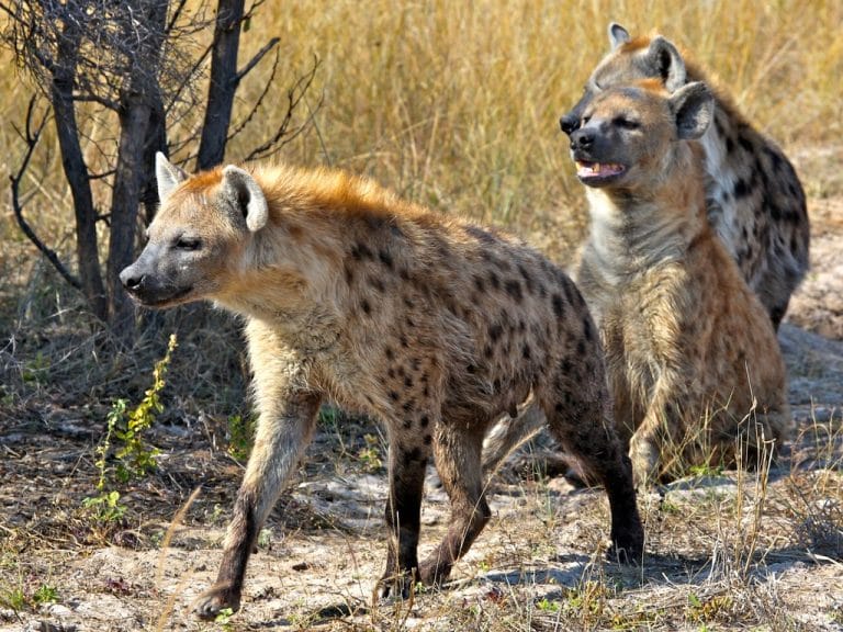 Hyena Facts, Types, Diet, Reproduction, Classification, Pictures