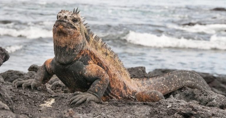 Marine Iguana – Facts, Size, Diet, Pictures, and More