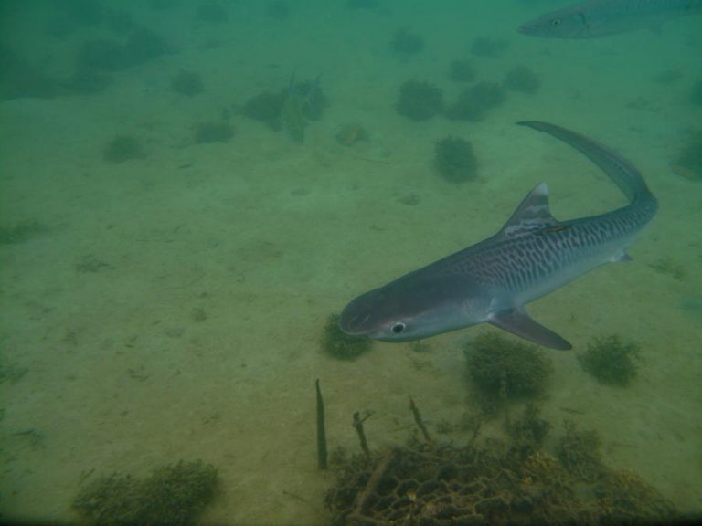 Tiger Shark – Facts, Size, Lifespan, Diet, Pictures, and More