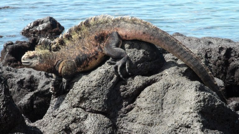 Galapagos Islands Animals - List, Facts, and Pictures