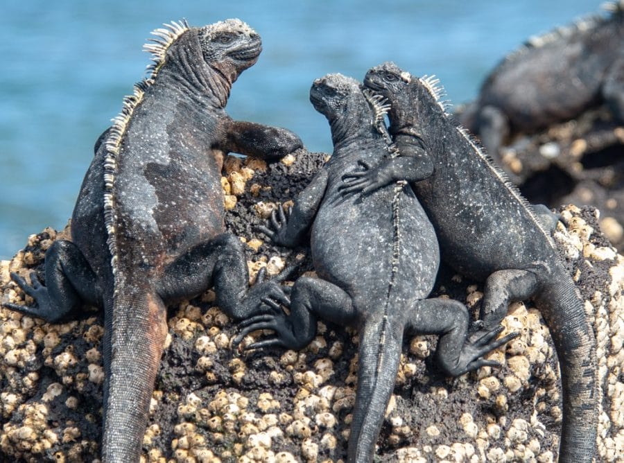 Marine Iguana – Facts, Size, Diet, Pictures, and More