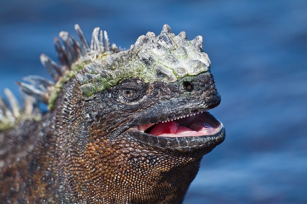 Marine Iguana – Facts, Size, Diet, Pictures, and More