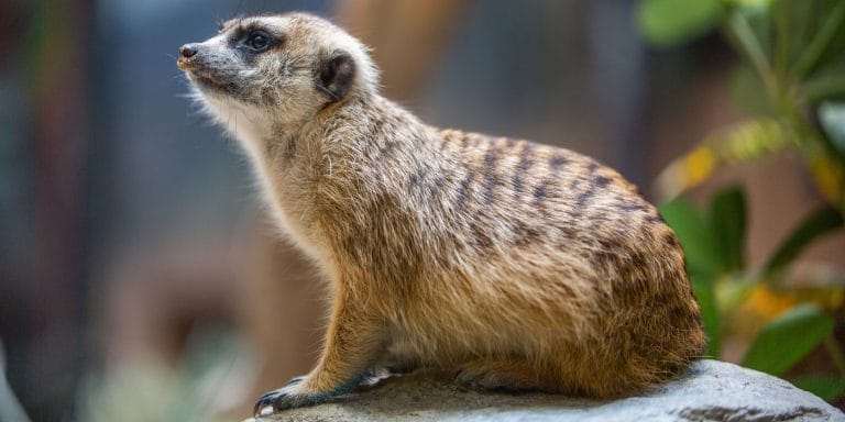 Meerkat – Facts, Size, Habitat, Pictures, and More
