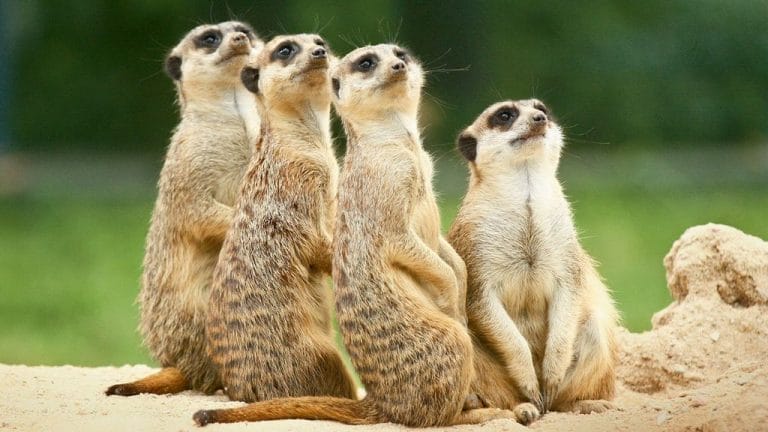 Meerkat – Facts, Size, Habitat, Pictures, and More