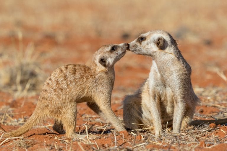 Meerkat – Facts, Size, Habitat, Pictures, and More
